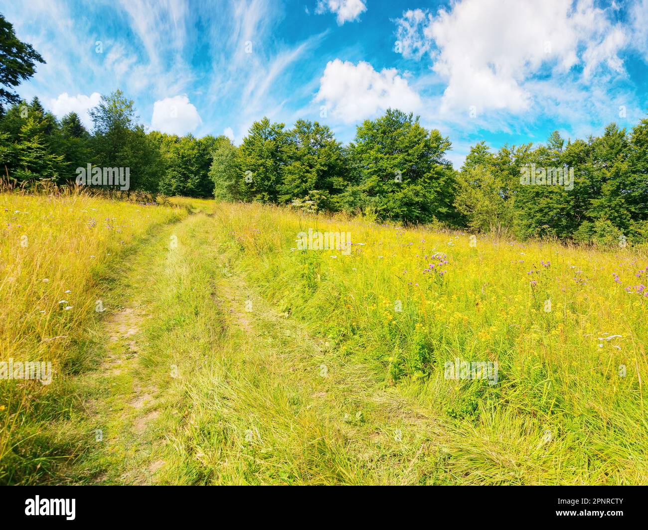 trail through the grassy forest glade. sunny weather with fluffy clouds ...