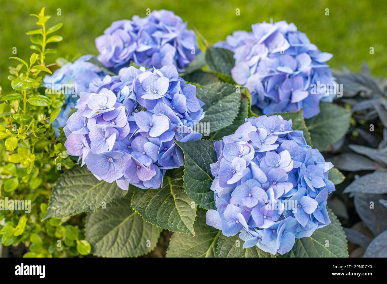 Blue hydrangea flower. close-up of a hydrangea in the garden. A bouquet ...