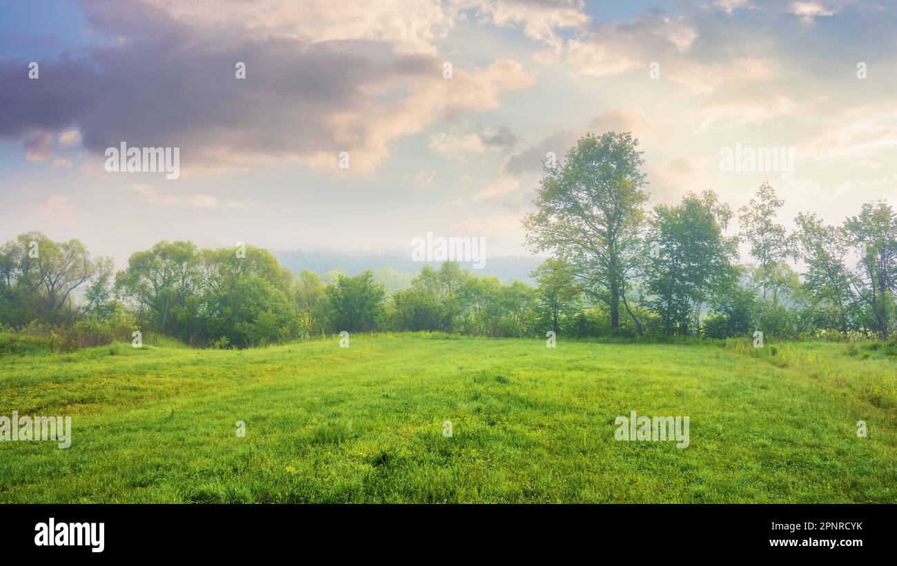 rural landscape with deciduous trees and grassy field. distant forest ...