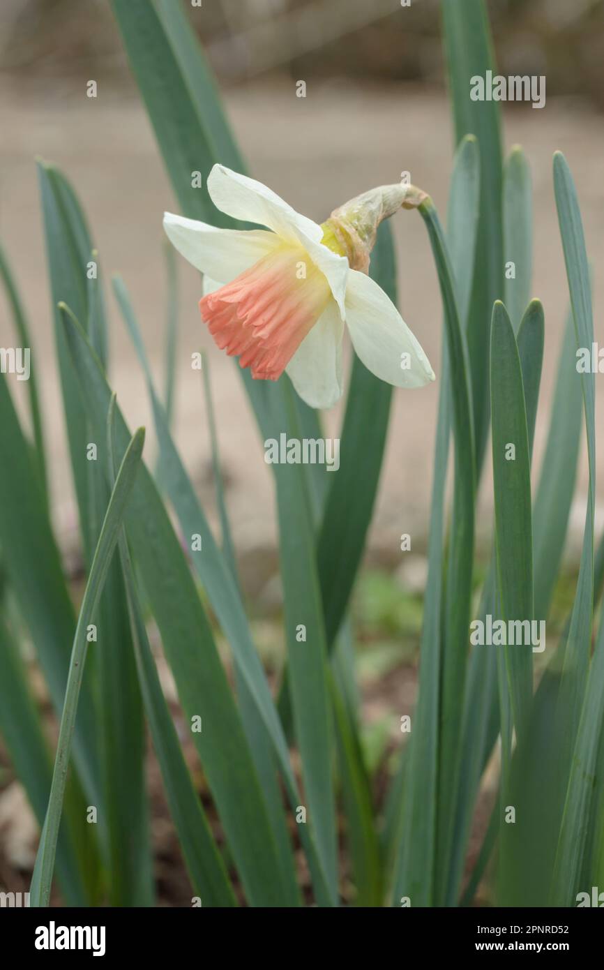 Large cupped daffodil with white petals and pink corona Stock Photo - Alamy