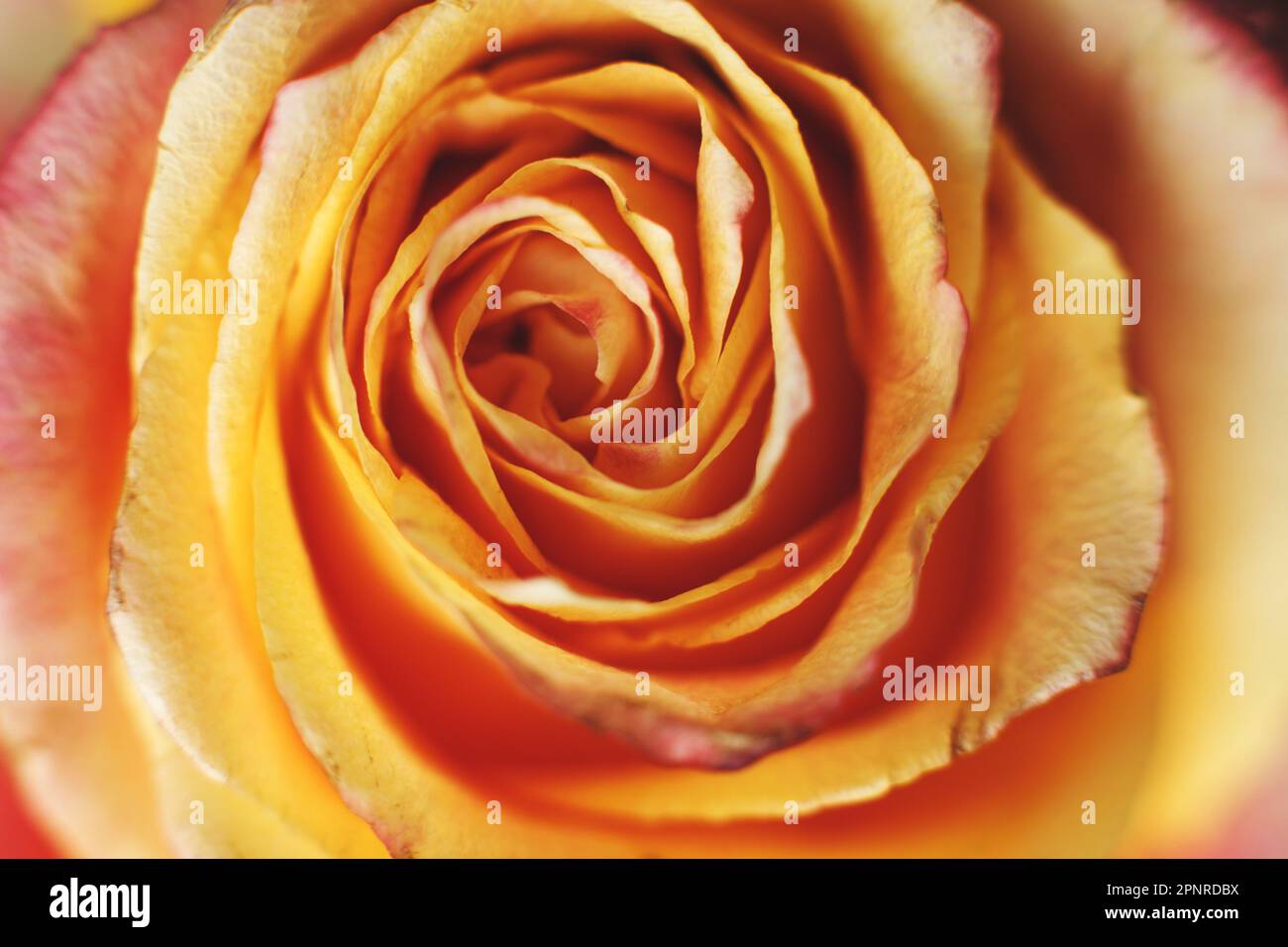 red and yellow rose with drops og water close-up. flower background ...