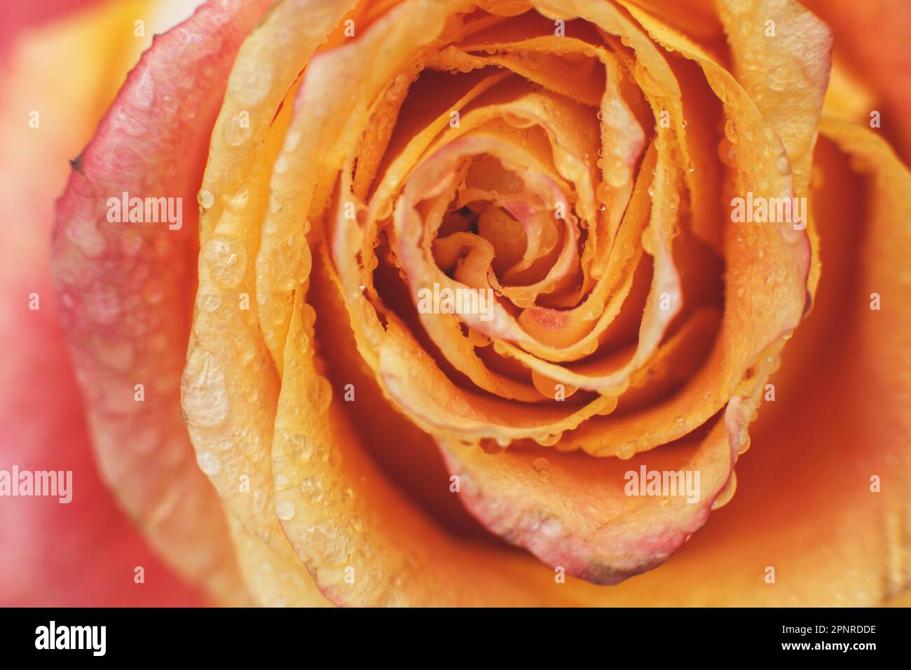 red and yellow rose with drops og water close-up. flower background ...