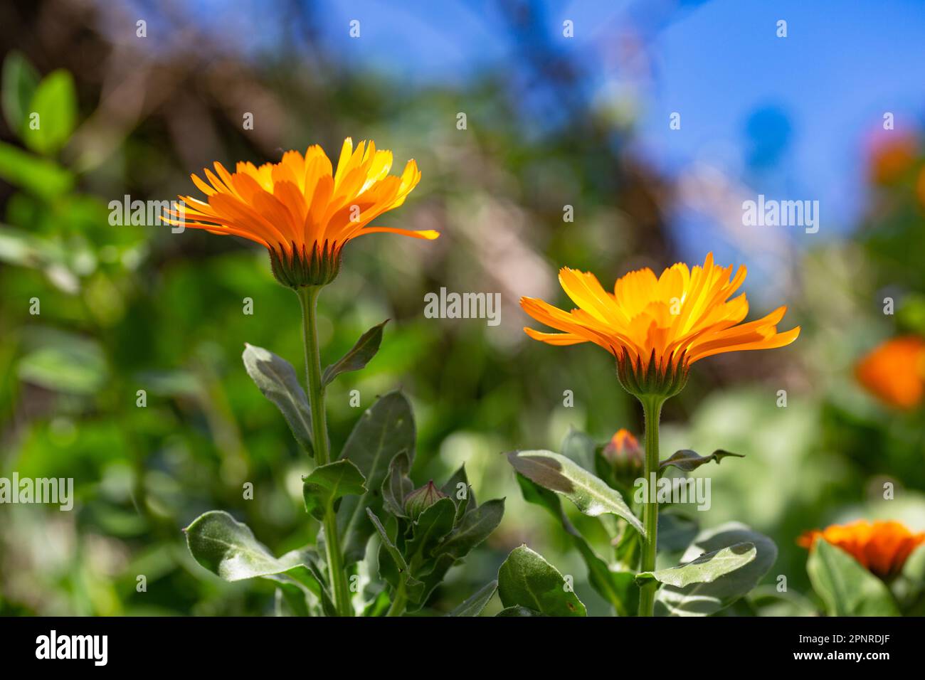 Calendula garden hi-res stock photography and images - Alamy