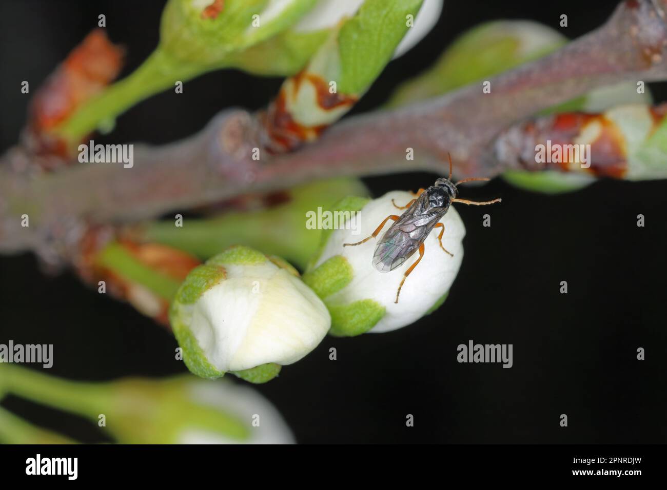 Plum fruit sawfly or plum sawfly or black plum sawfly (Hoplocampa ...