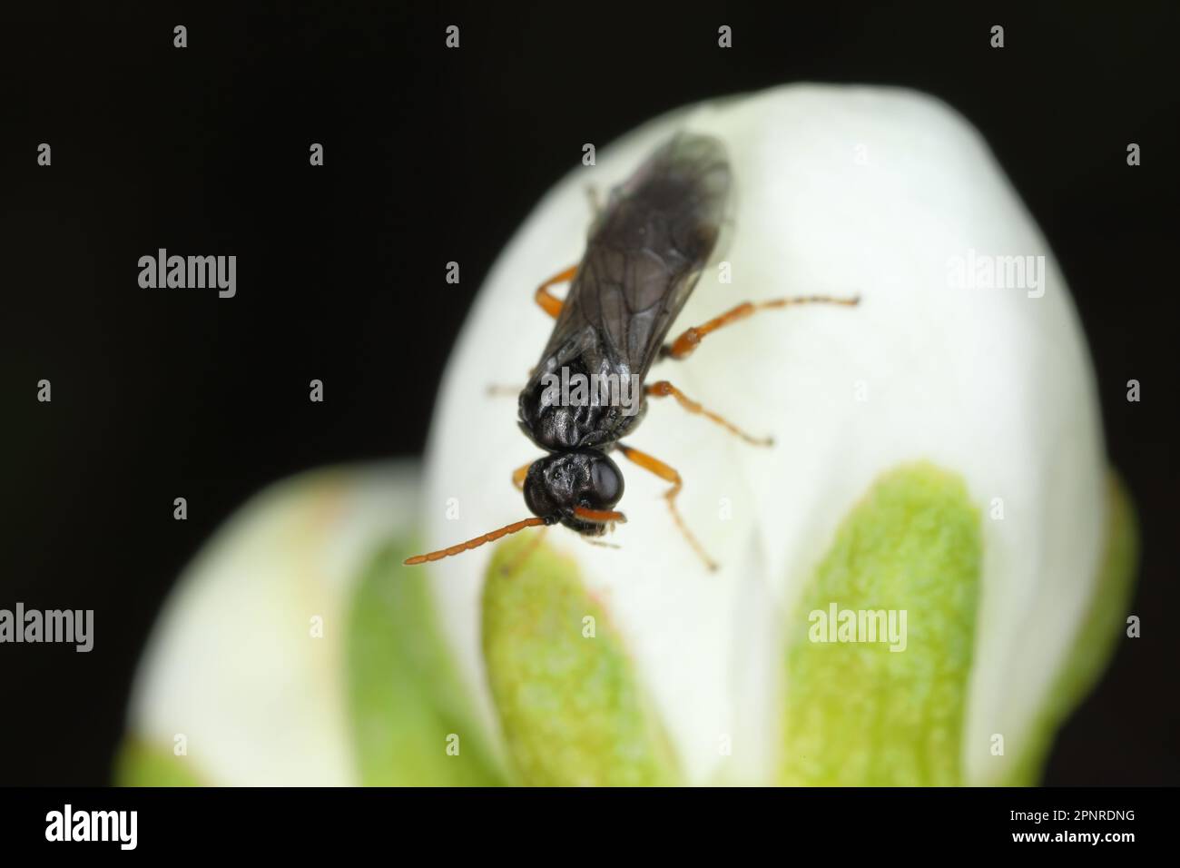 Larvae of pests in the plum tree hi-res stock photography and images ...