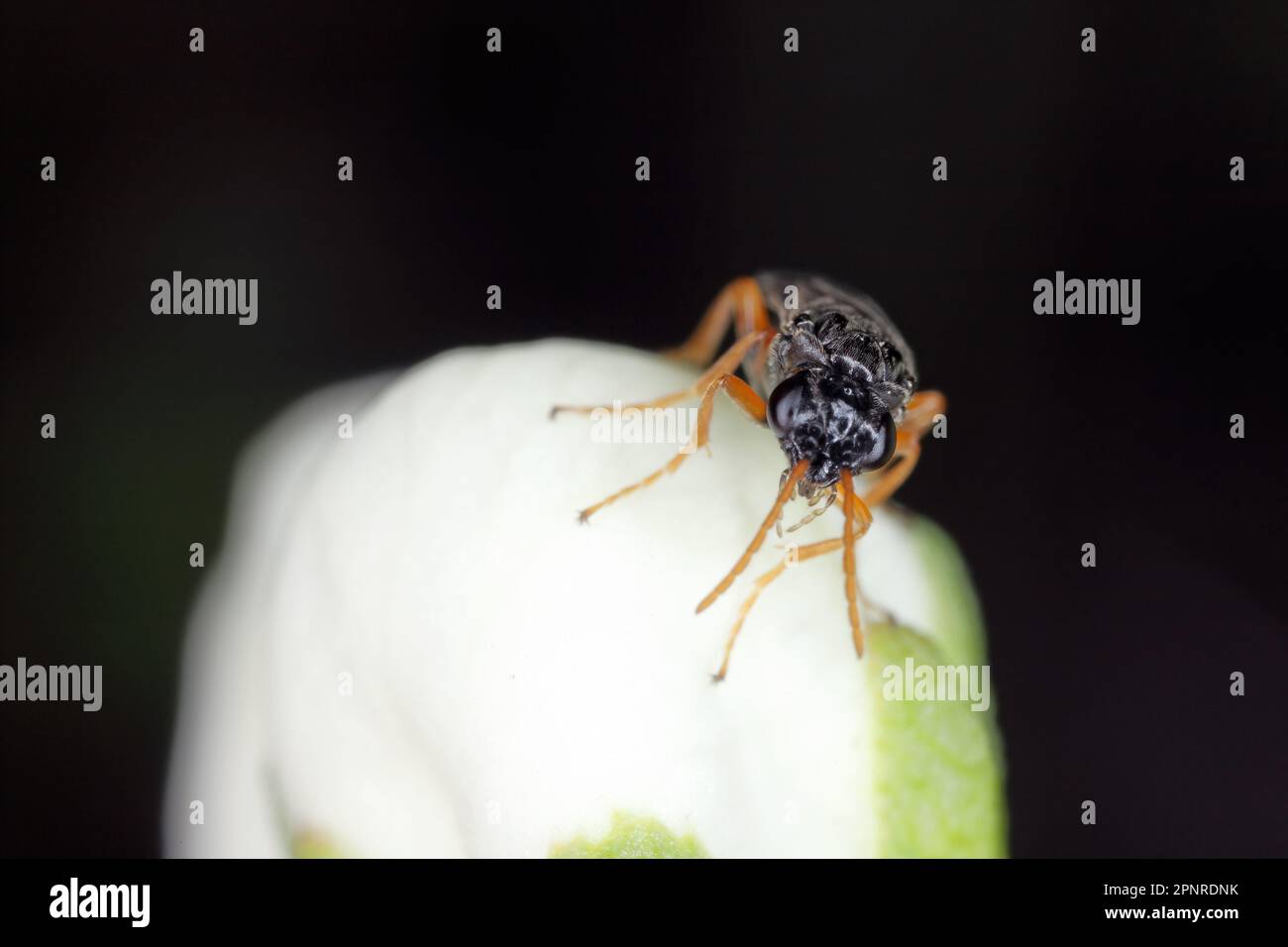 Plum fruit sawfly or plum sawfly or black plum sawfly (Hoplocampa ...