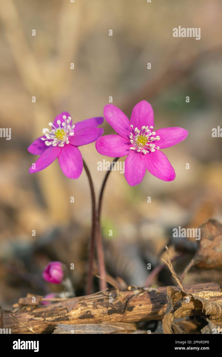 Anemone hepatica hepatica triloba hi-res stock photography and images ...