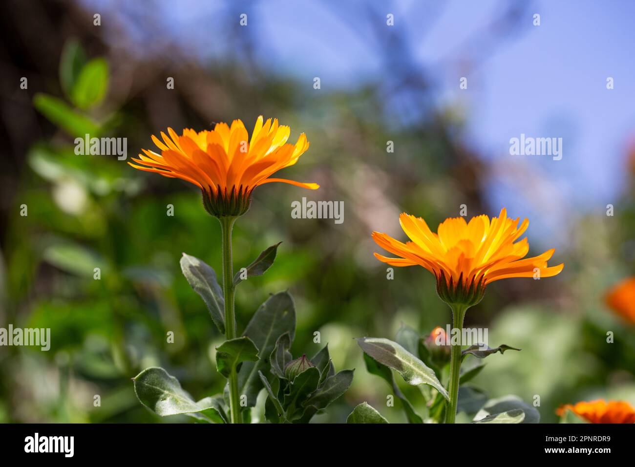 Calendula garden hi-res stock photography and images - Alamy