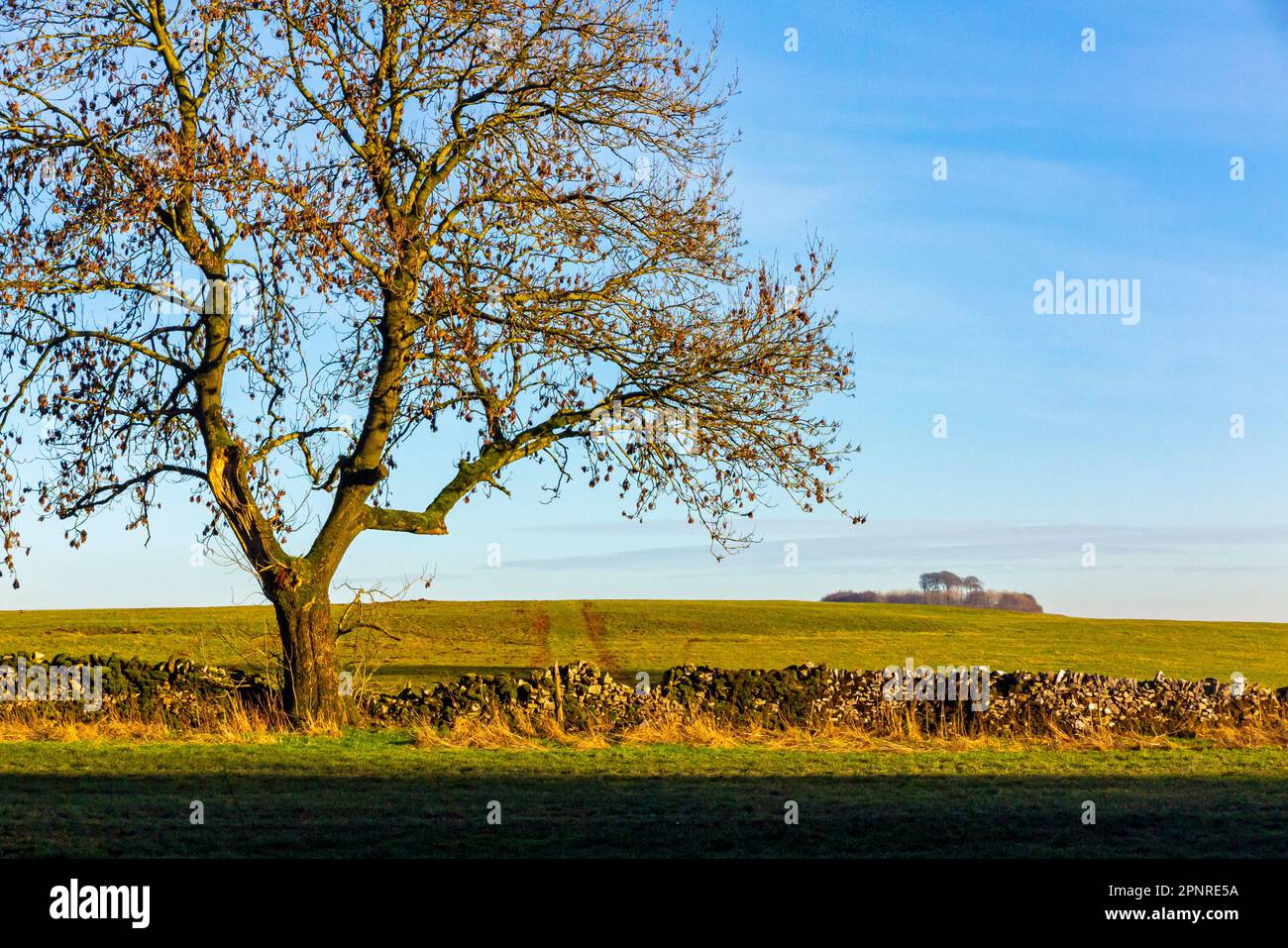 Tree in winter near Minninglow a neolithic prehistoric burial ground ...