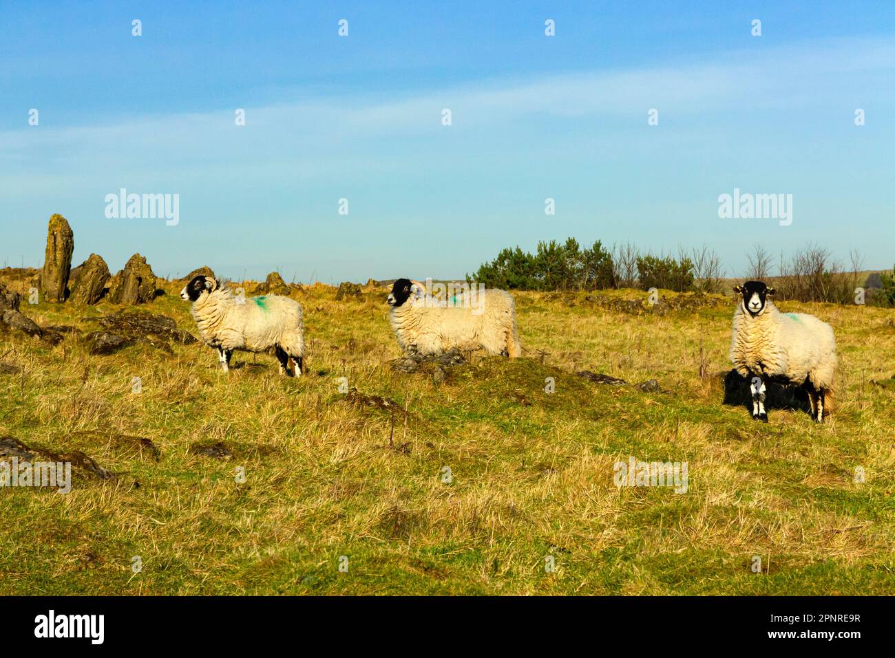 Limestone rocks and sheep grazing in winter sunshine at Roystone Rocks ...