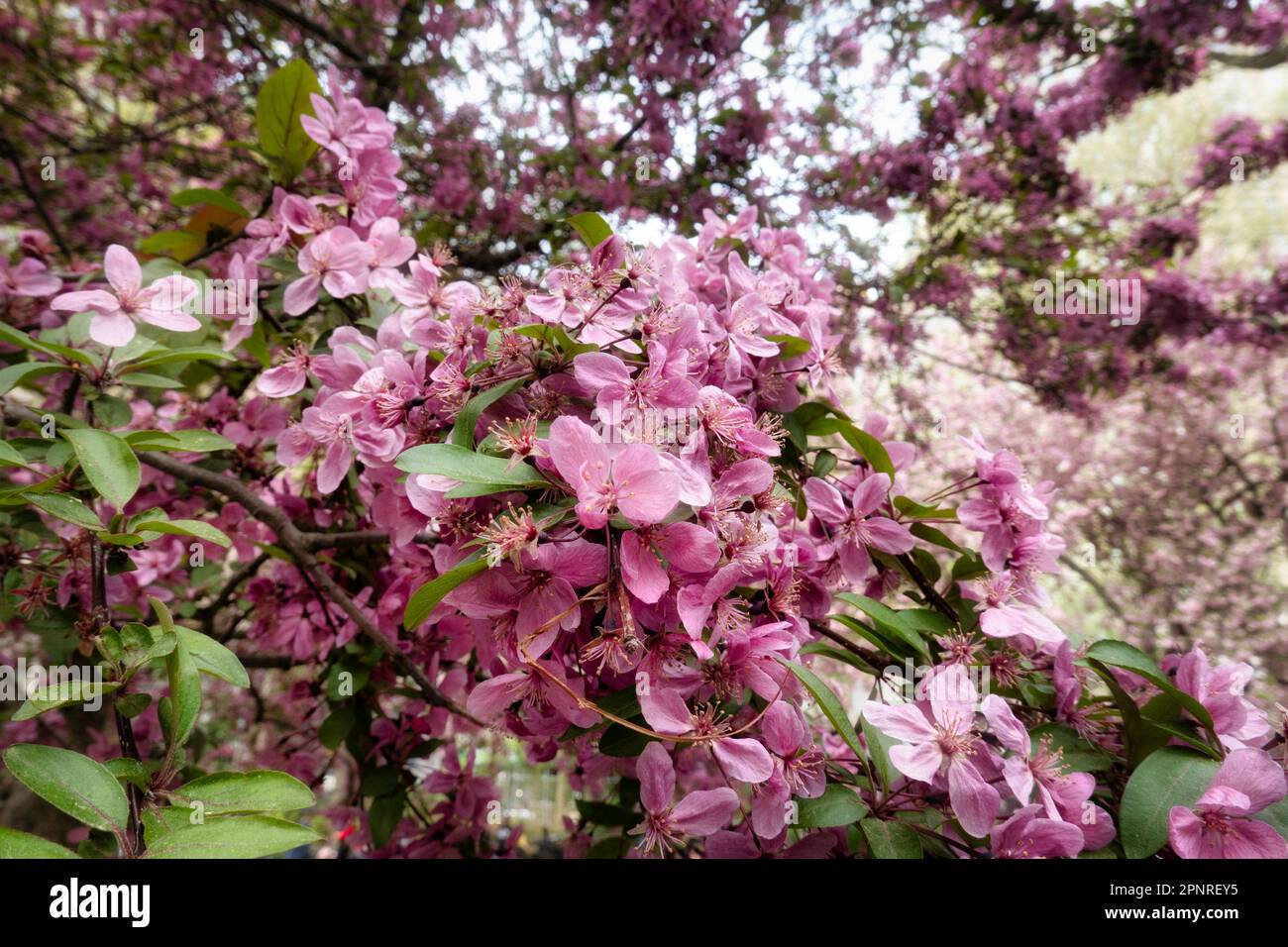 Madison Square Park in springtime is a delightful oasis in Manhattan ...