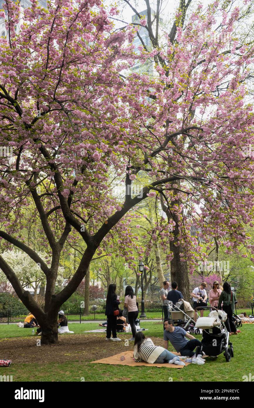 Madison Square Park in springtime is a delightful oasis in Manhattan ...