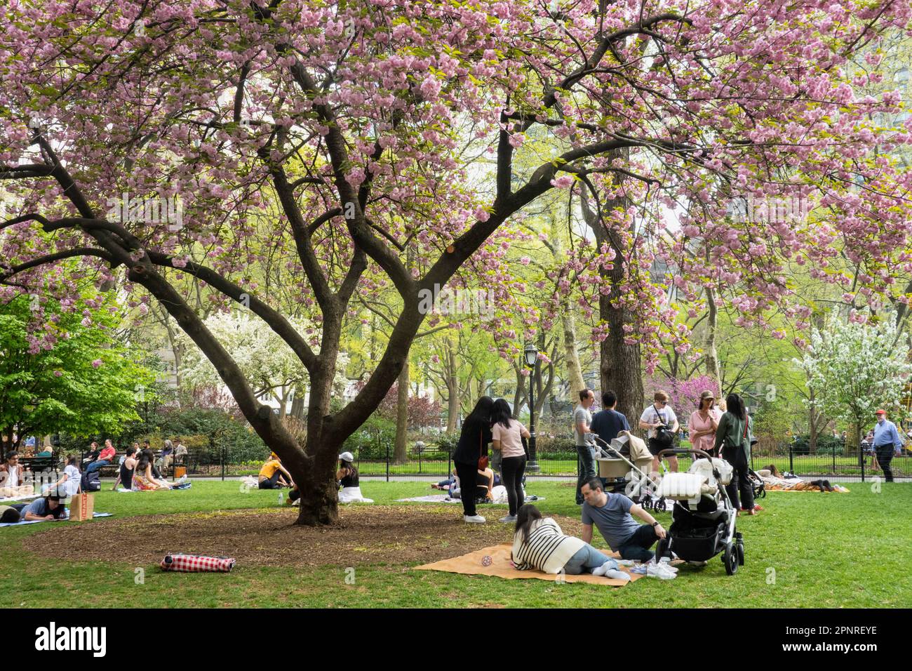 Madison Square Park in springtime is a delightful oasis in Manhattan ...