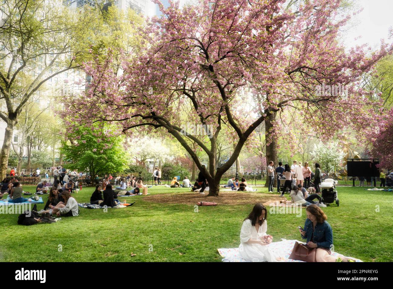 Madison Square Park in springtime is a delightful oasis in Manhattan ...
