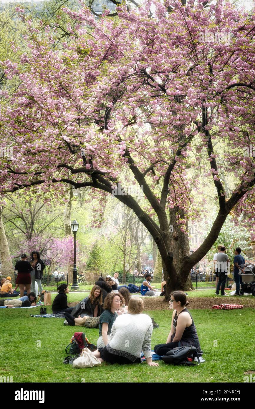 Madison Square Park in springtime is a delightful oasis in Manhattan ...
