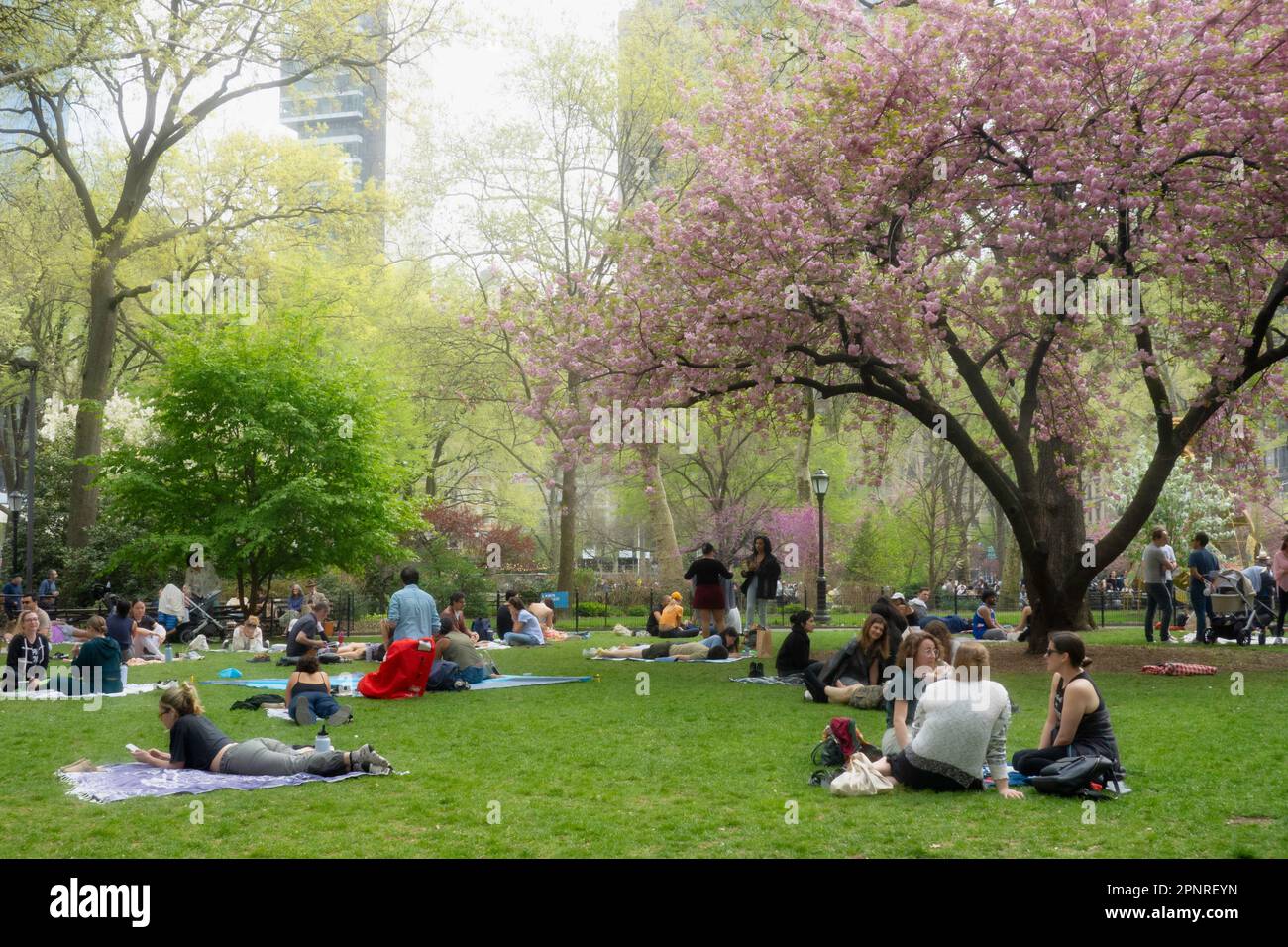 Madison Square Park in springtime is a delightful oasis in Manhattan ...