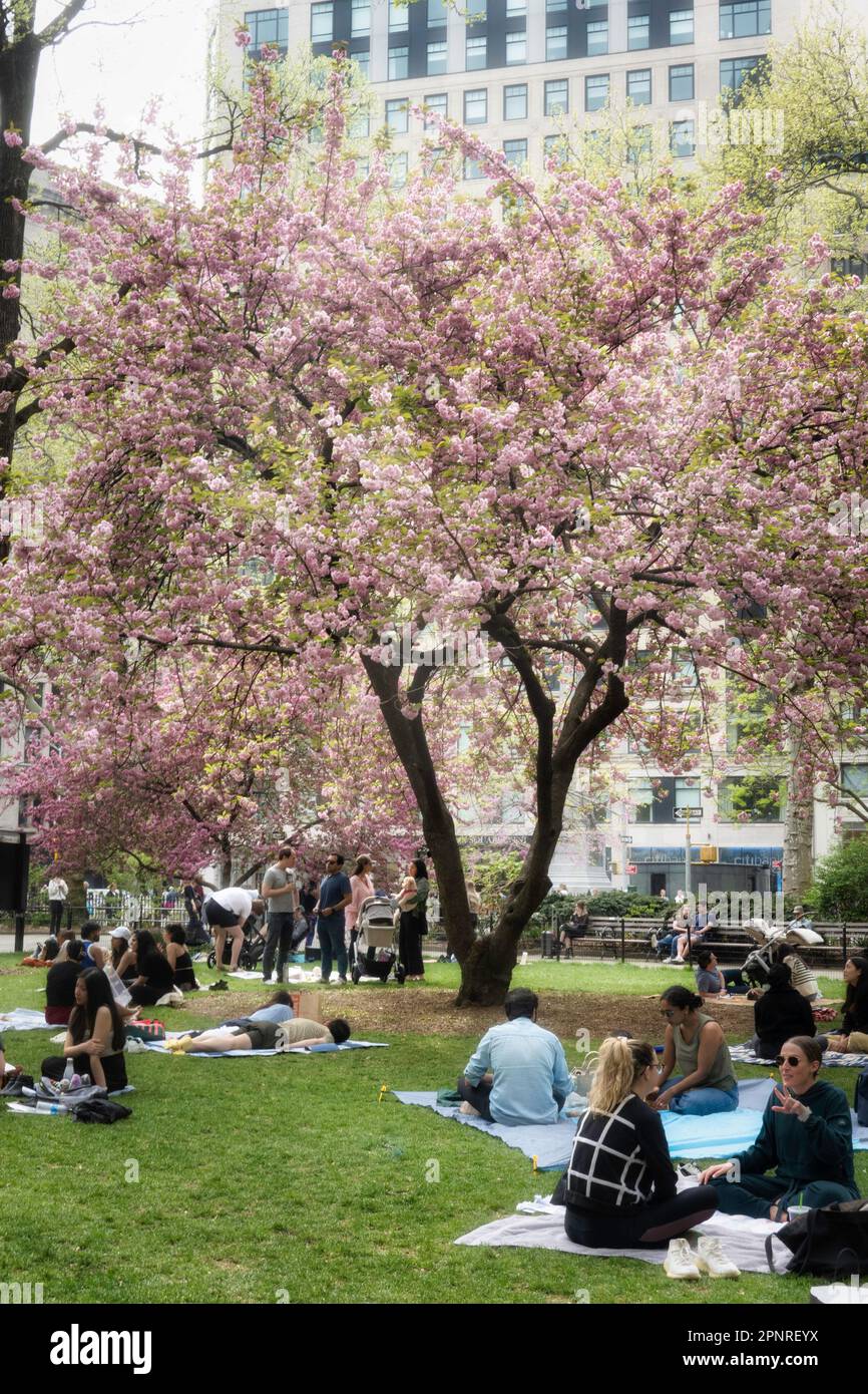 Madison Square Park in springtime is a delightful oasis in Manhattan ...