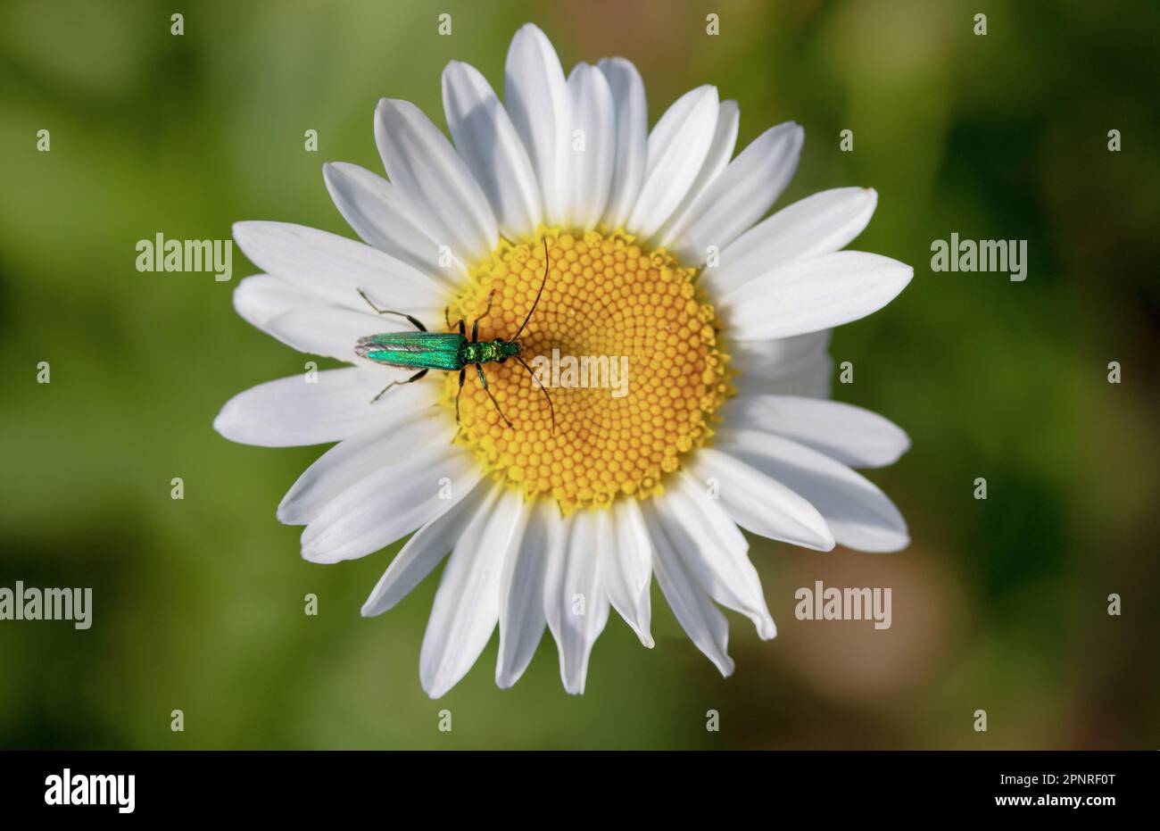 Oedemera species hi-res stock photography and images - Alamy