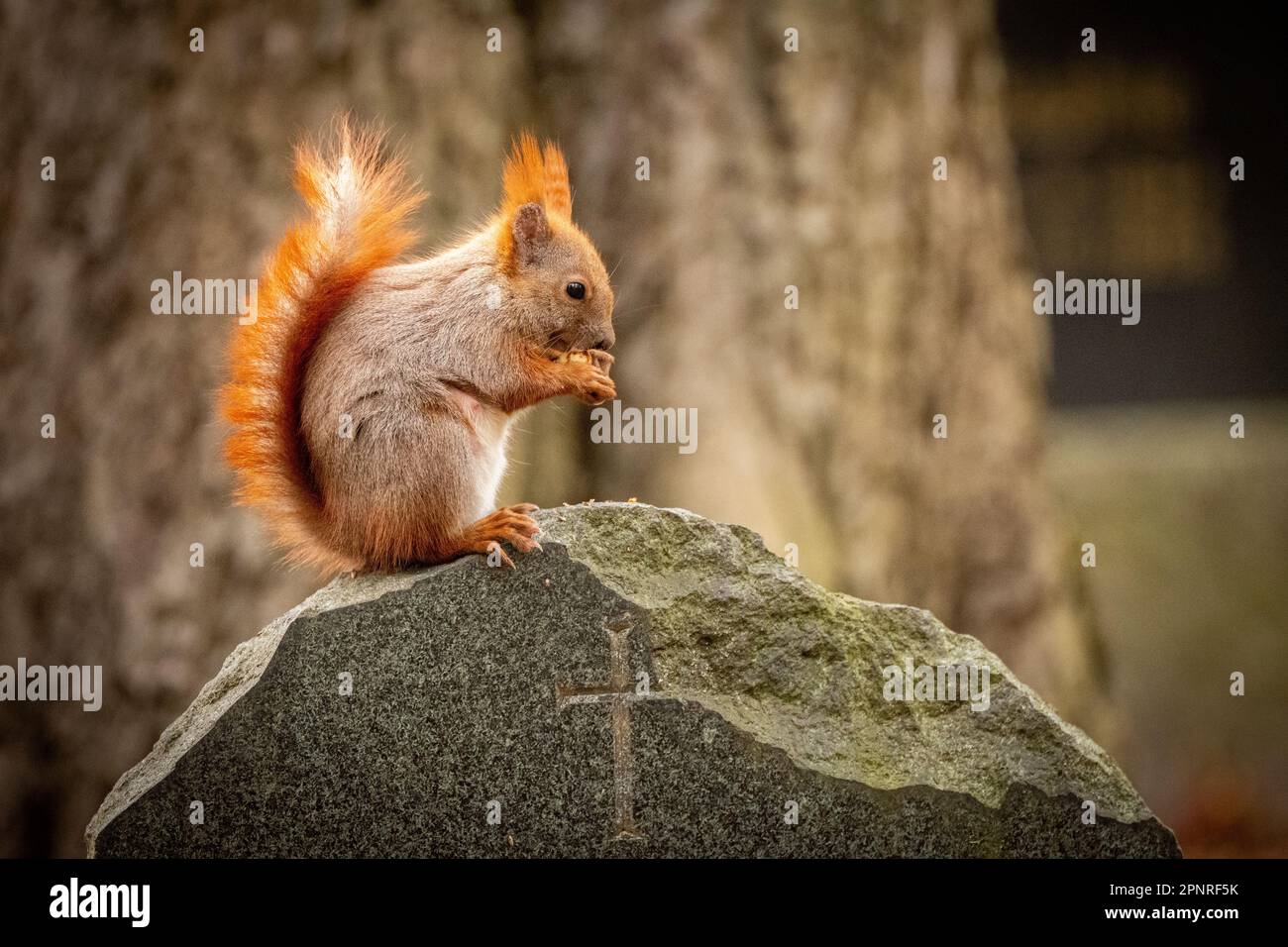 Red squirrel (Sciurus vulgaris) in the Friedhof Alter ( old cemetery ...
