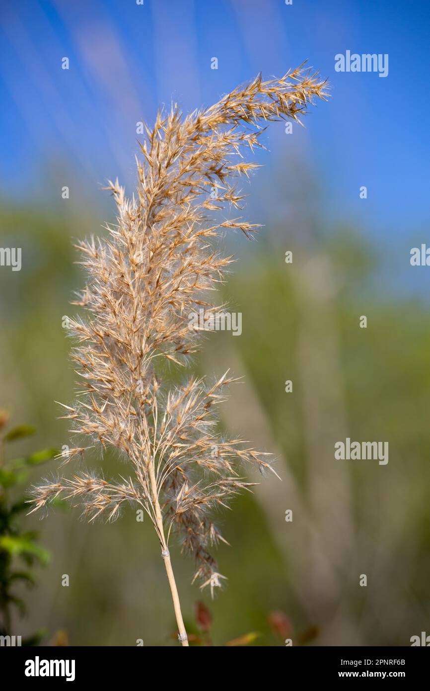 Tall marsh plant hi-res stock photography and images - Alamy
