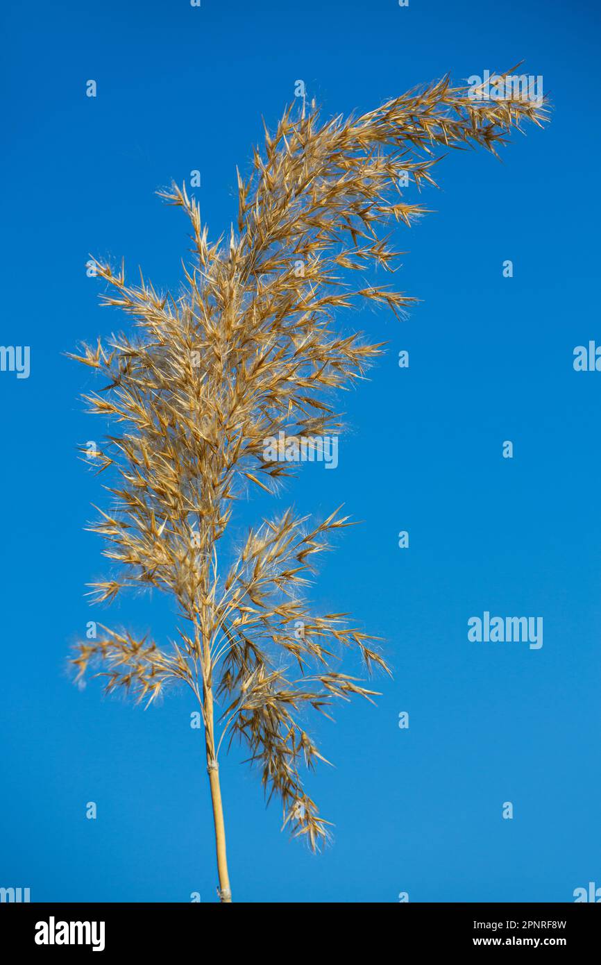 Tall marsh plant hi-res stock photography and images - Alamy