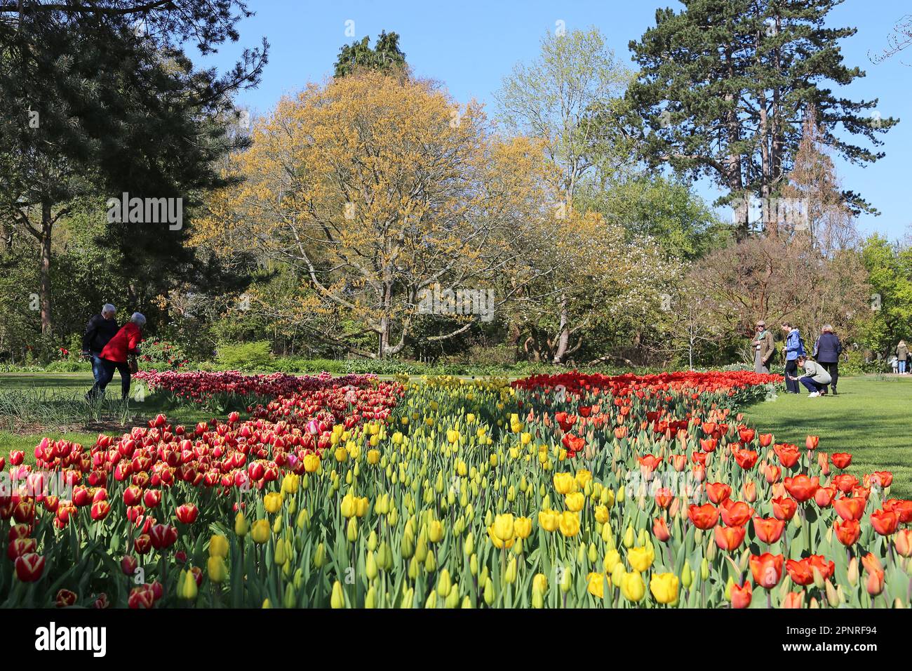 RHS Garden Wisley Celebration of Tulips. Woking, Surrey, UK. 20th April ...