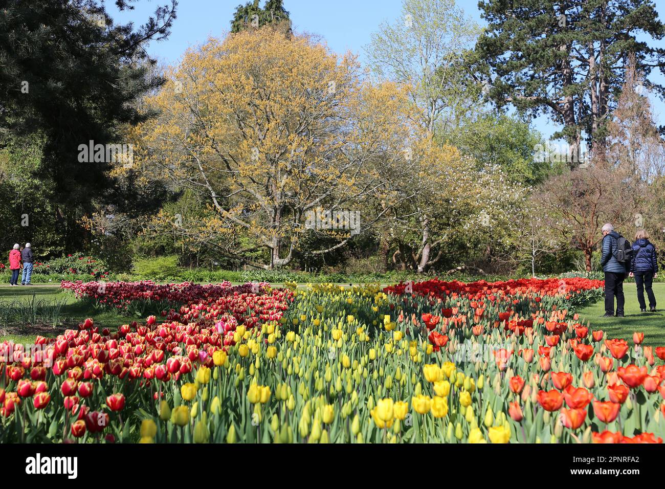 RHS Garden Wisley Celebration of Tulips. Woking, Surrey, UK. 20th April ...