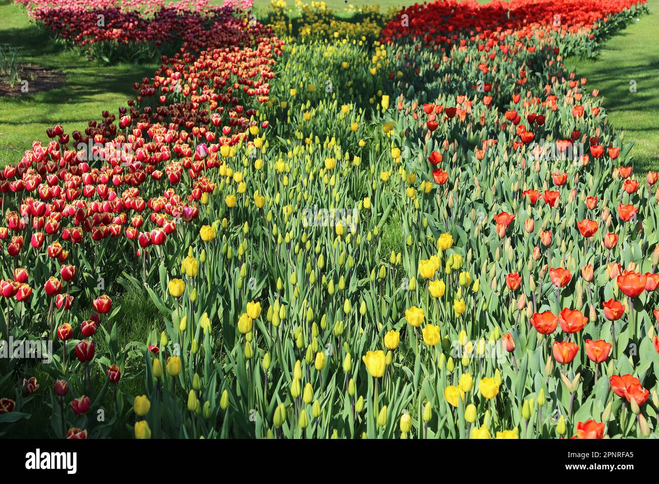 RHS Garden Wisley Celebration of Tulips. Woking, Surrey, UK. 20th April ...