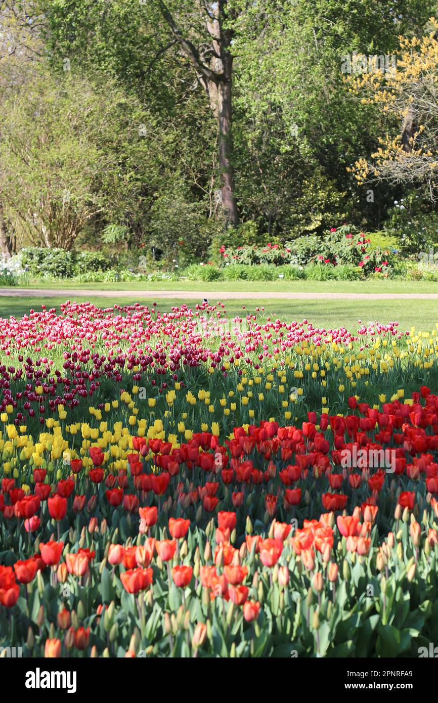 RHS Garden Wisley Celebration of Tulips. Woking, Surrey, UK. 20th April ...