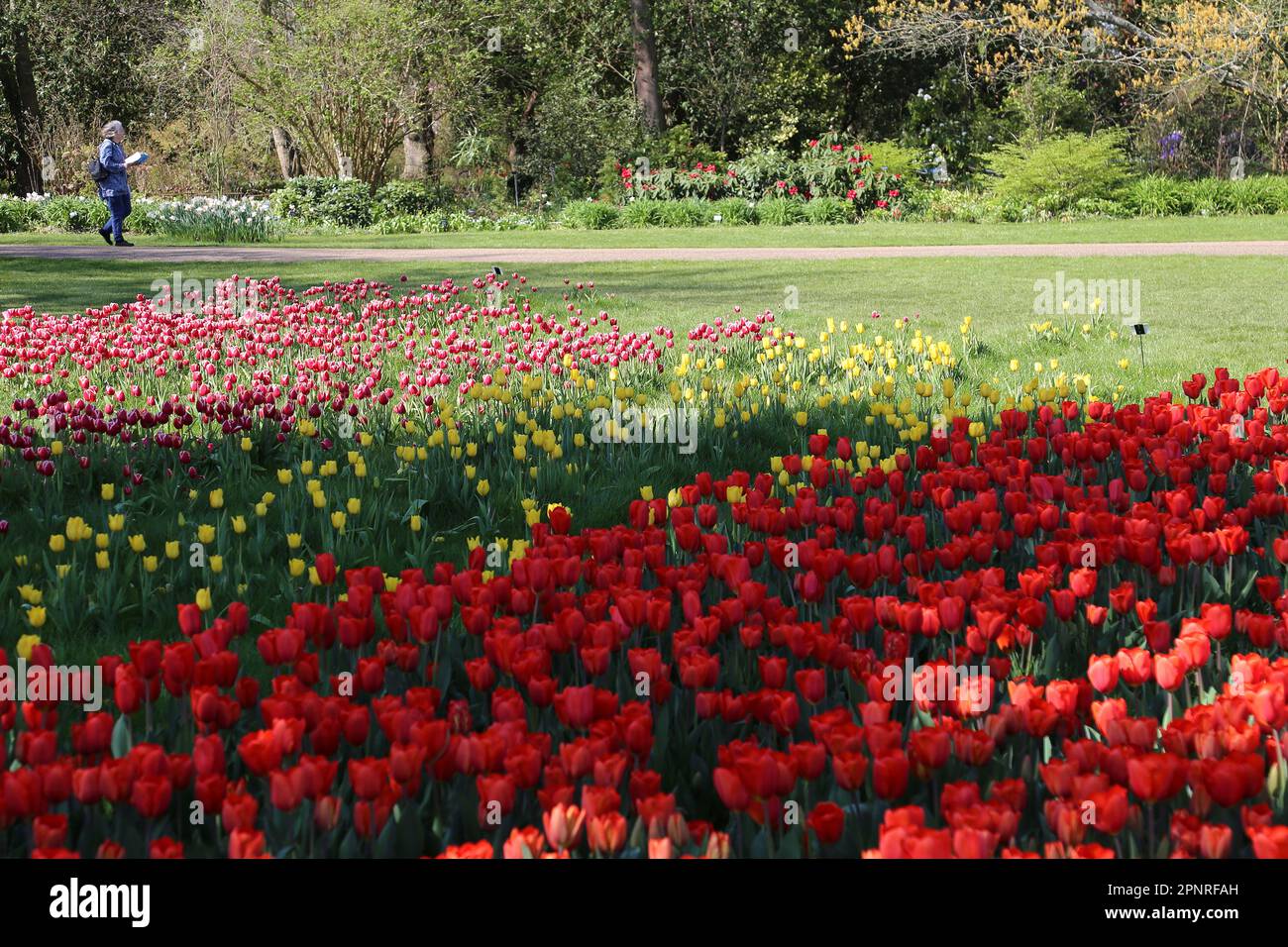 RHS Garden Wisley Celebration of Tulips. Woking, Surrey, UK. 20th April ...