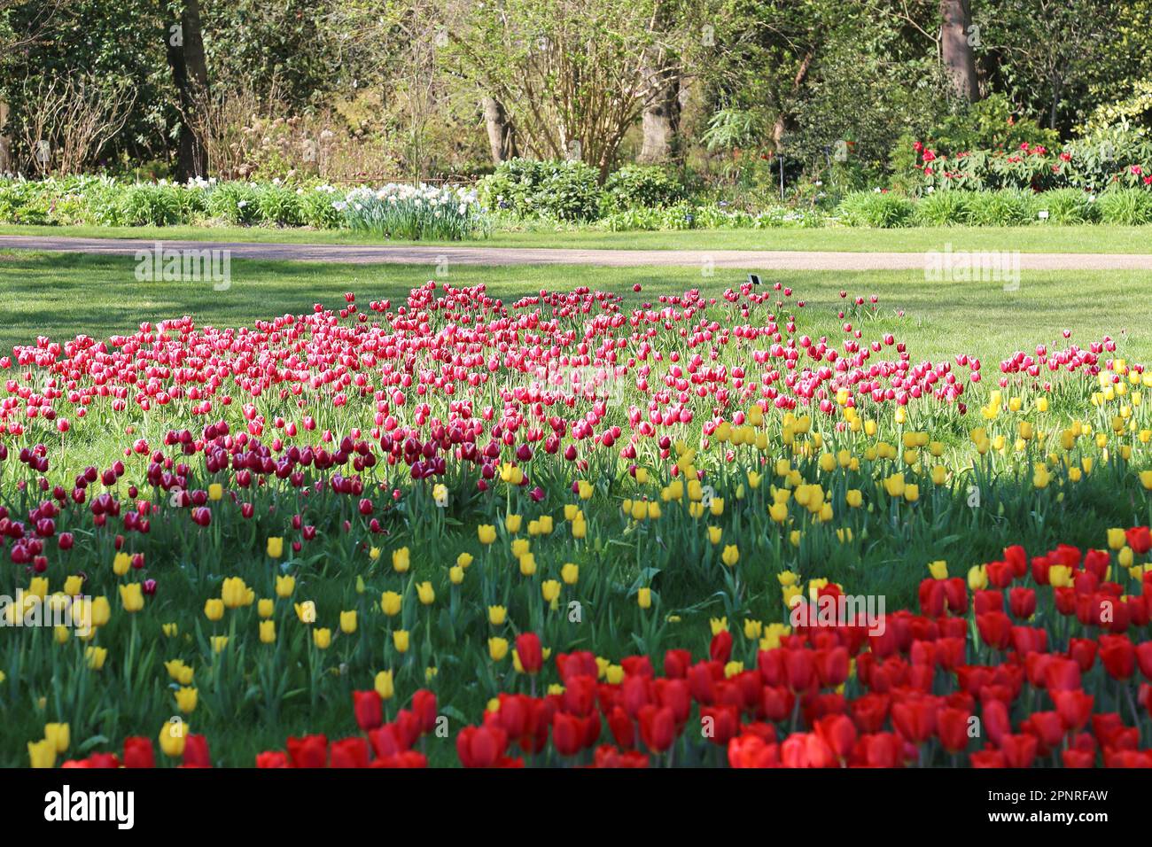 RHS Garden Wisley Celebration of Tulips. Woking, Surrey, UK. 20th April ...