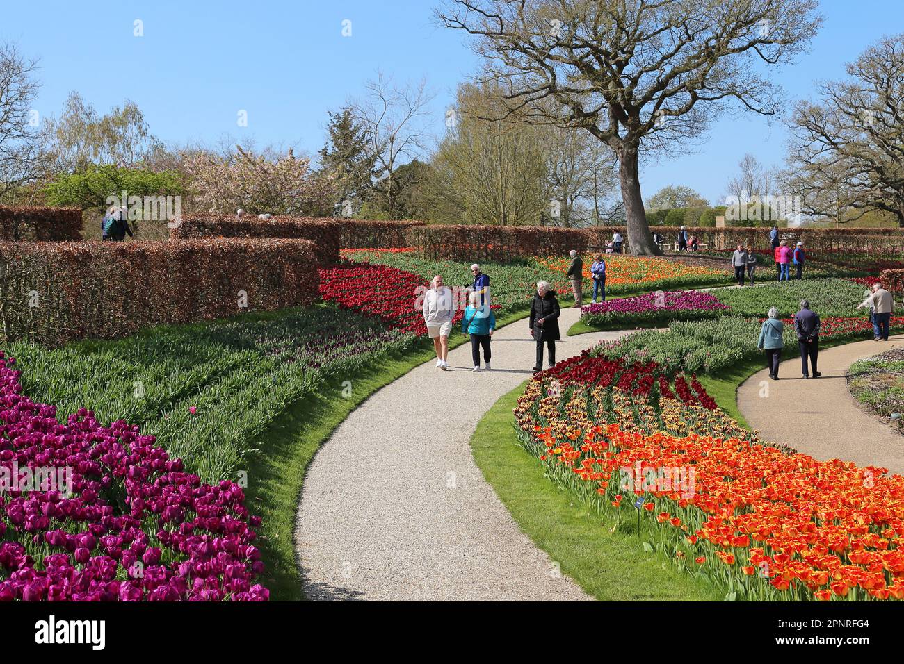 RHS Garden Wisley Celebration of Tulips. Woking, Surrey, UK. 20th April ...