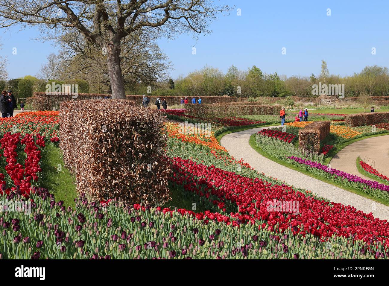 RHS Garden Wisley Celebration of Tulips. Woking, Surrey, UK. 20th April ...