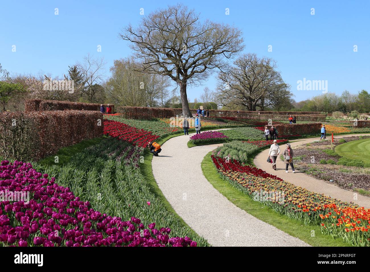 RHS Garden Wisley Celebration of Tulips. Woking, Surrey, UK. 20th April ...