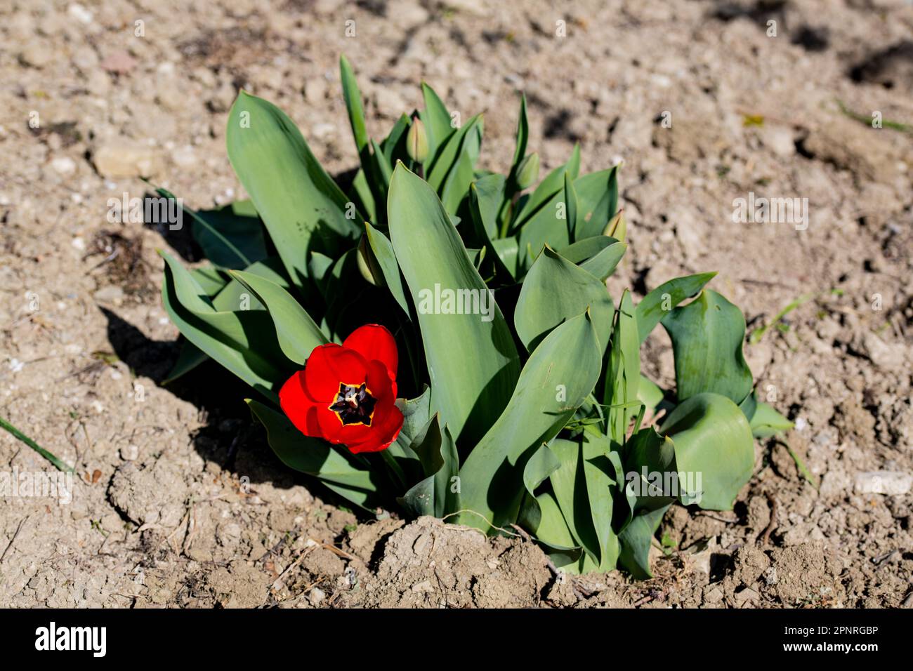 Closeup young tulip leaves hi-res stock photography and images - Alamy
