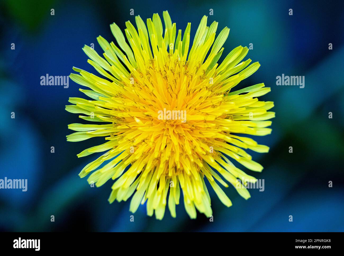 Fluffy yellow flower hi-res stock photography and images - Alamy