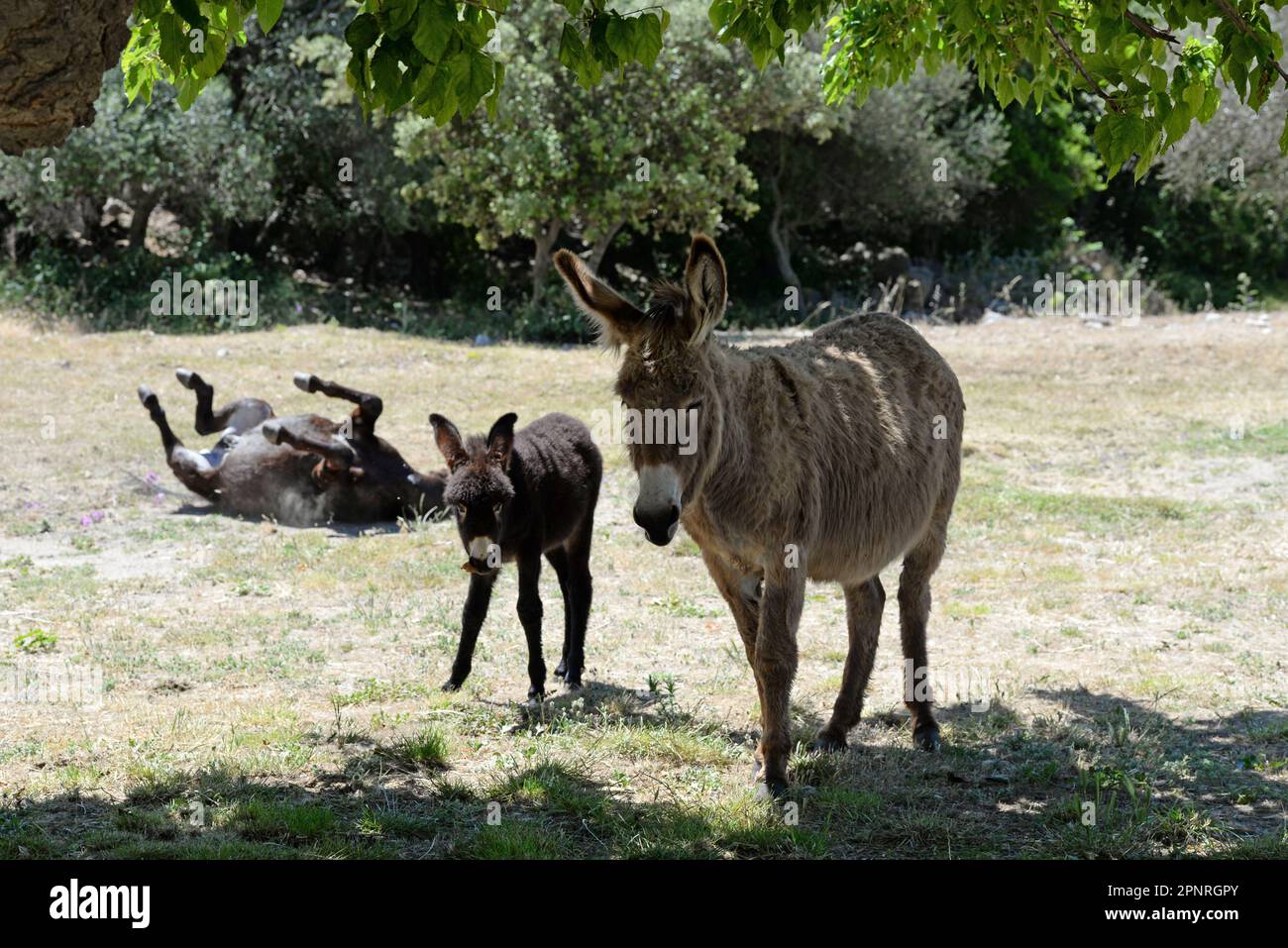 The donkeys of the Tourris estate La Valette du Var Provence Stock ...