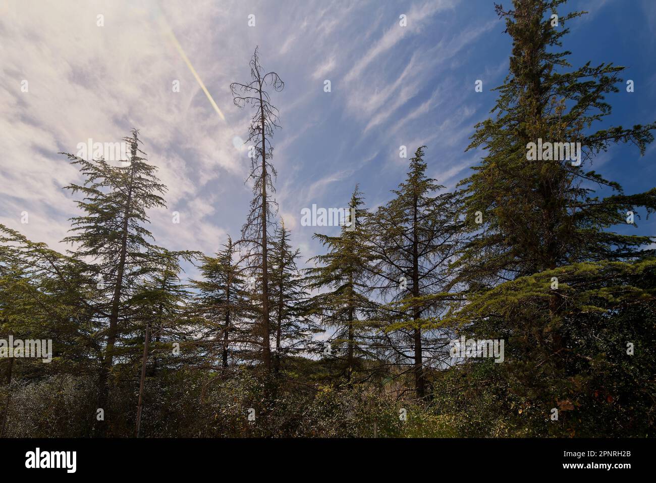 Cedrus tree with few leaves under a radiant blue sky Stock Photo - Alamy