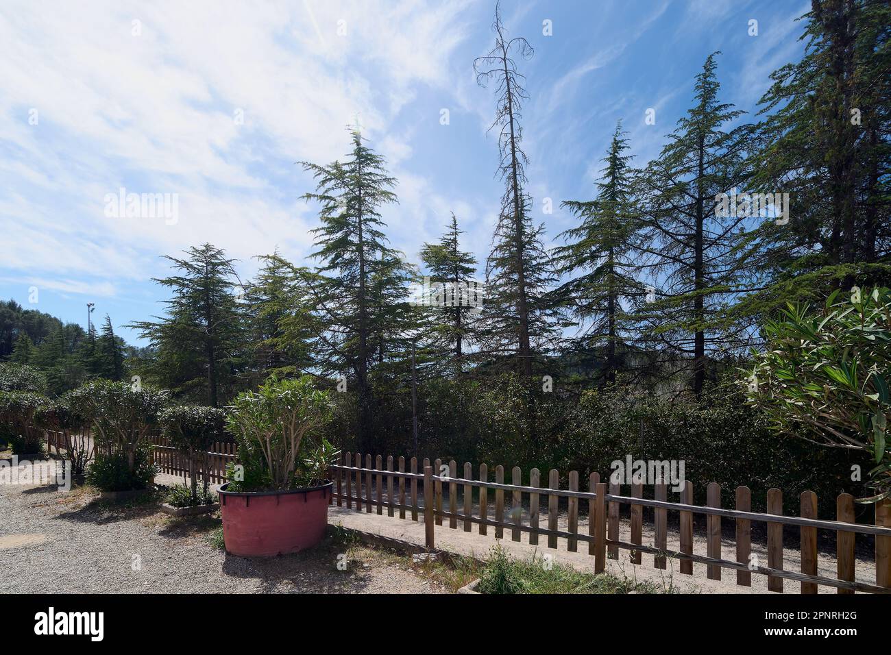Cedrus tree with few leaves under a radiant blue sky Stock Photo - Alamy