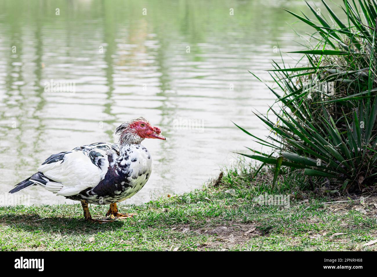 Muscovy duck large species of ducks, wild populations, domesticated by ...