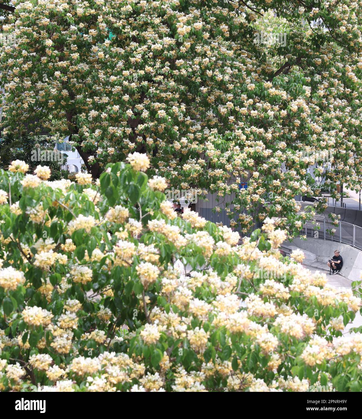 The blooming Spider Trees flowers are seen near the St. Teresa's ...