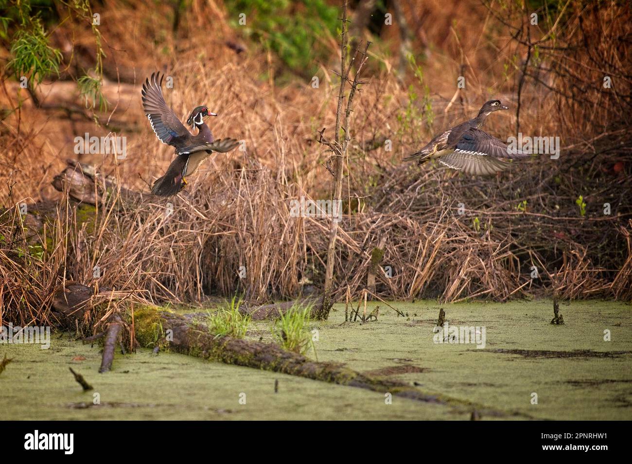 United States: April, 15 2023: A pair of summer ducks (wood ducks ...