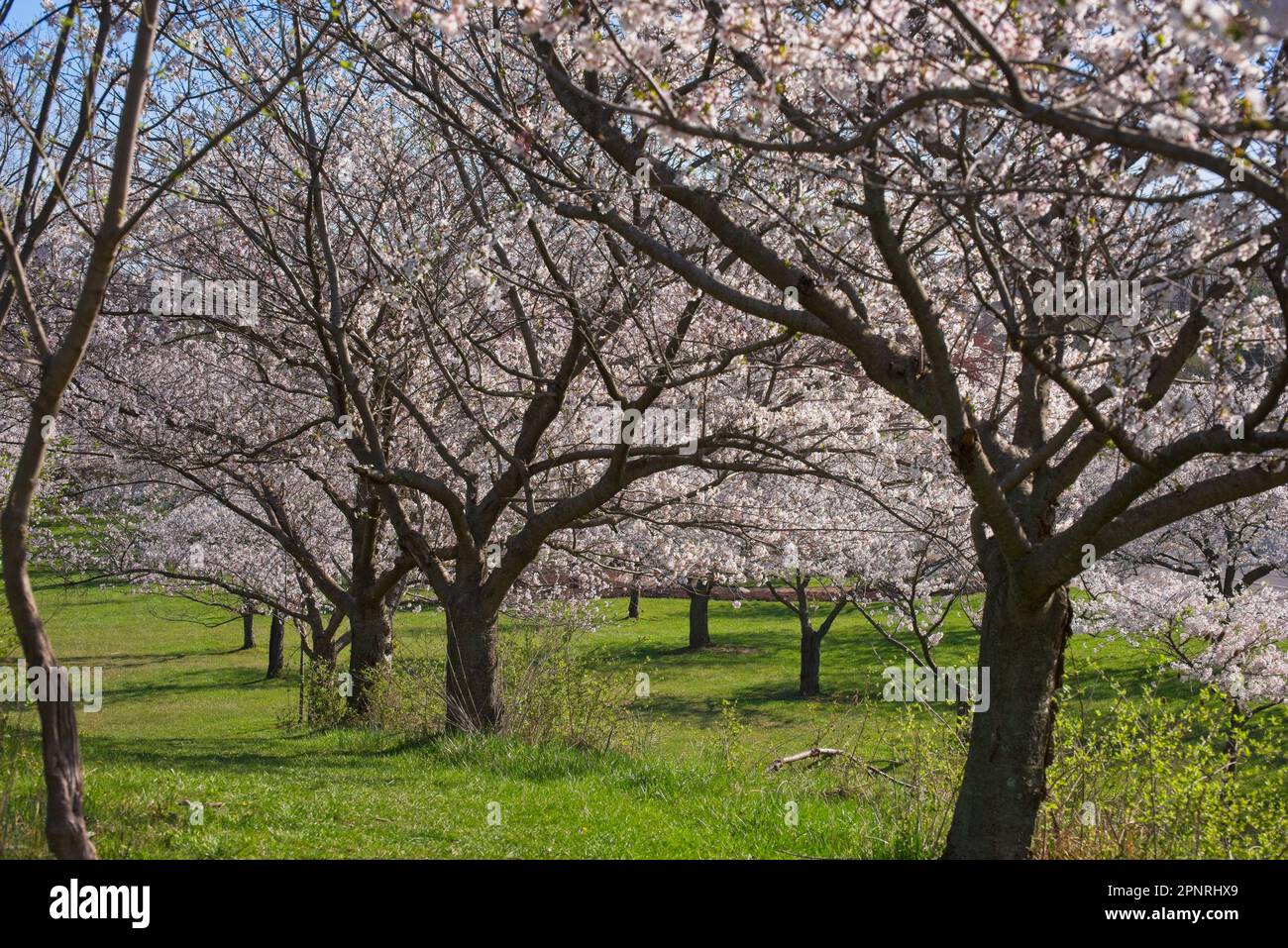 Cherry trees viewed from up on a shallow rise on a beautiful spring ...