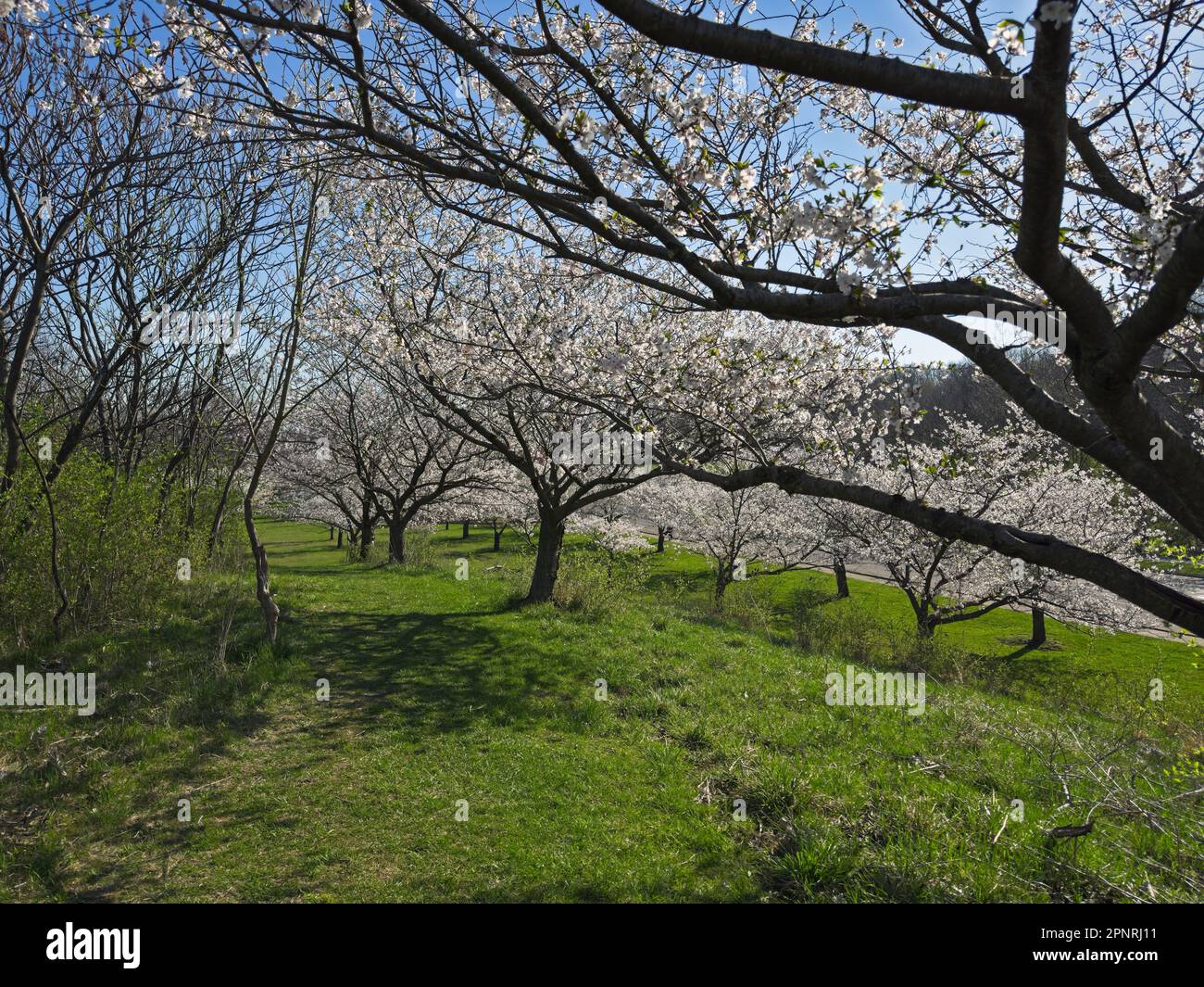 Flowering cherry blossoms seen from a small slope on a beautiful sunny ...
