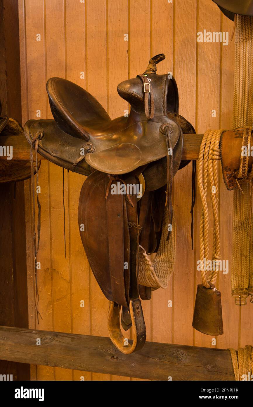 Dangerous Connolly bear trap saddle locked rider on horse. Upsets could ...