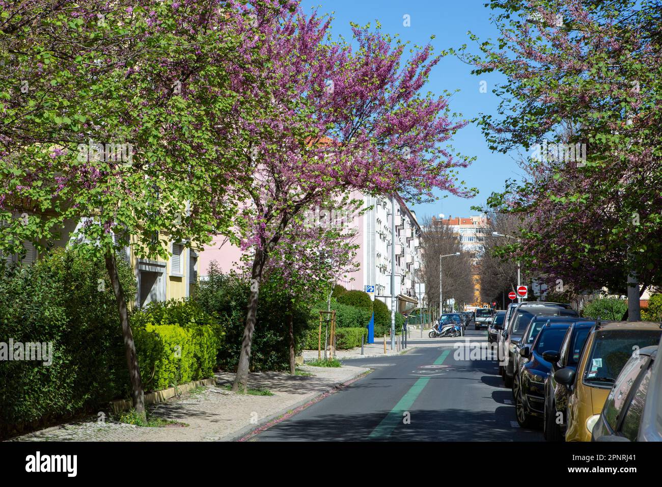 Alvalade street hi-res stock photography and images - Alamy