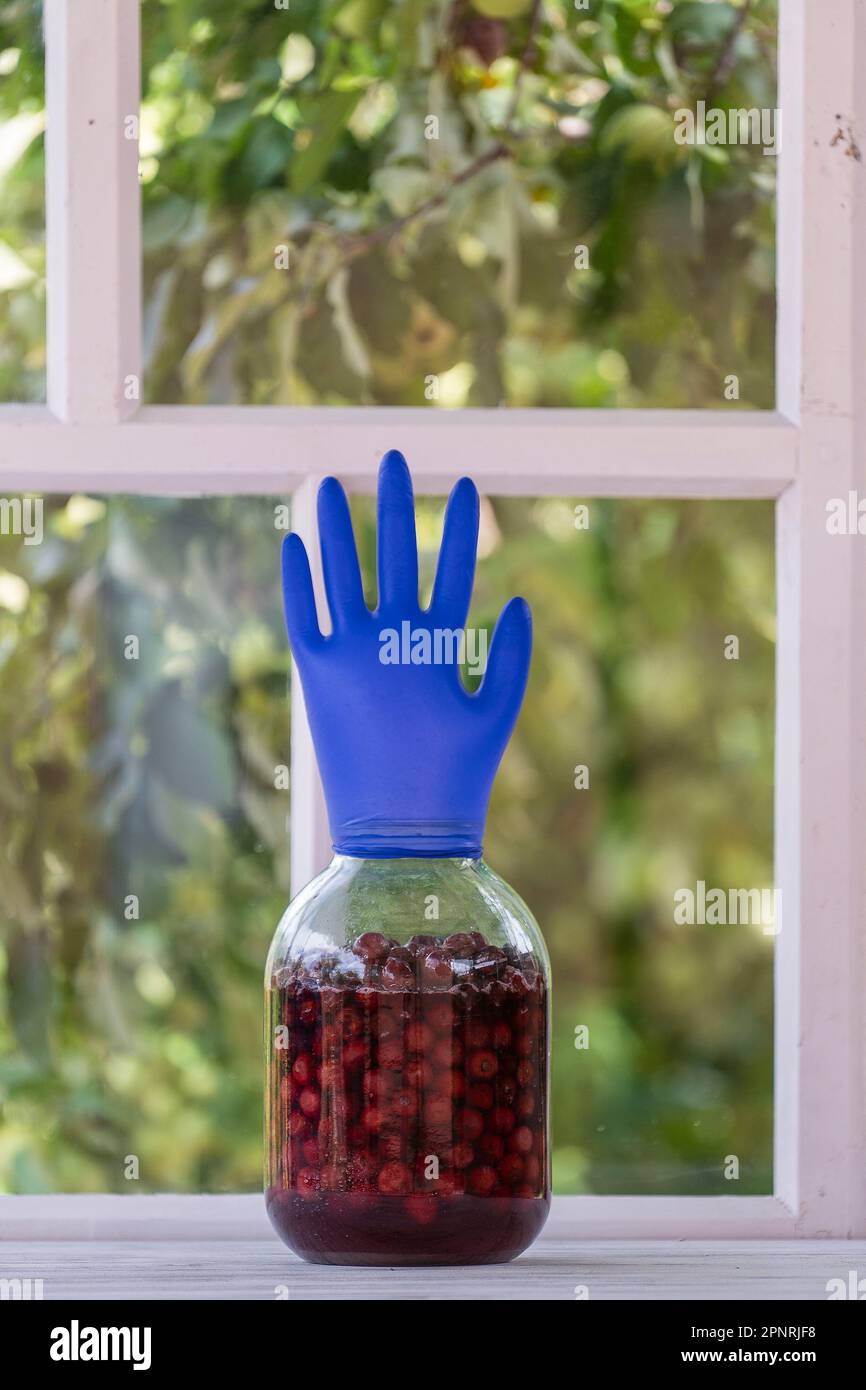 Homemade tincture of red cherry in a jar with a glove shaped shutter ...