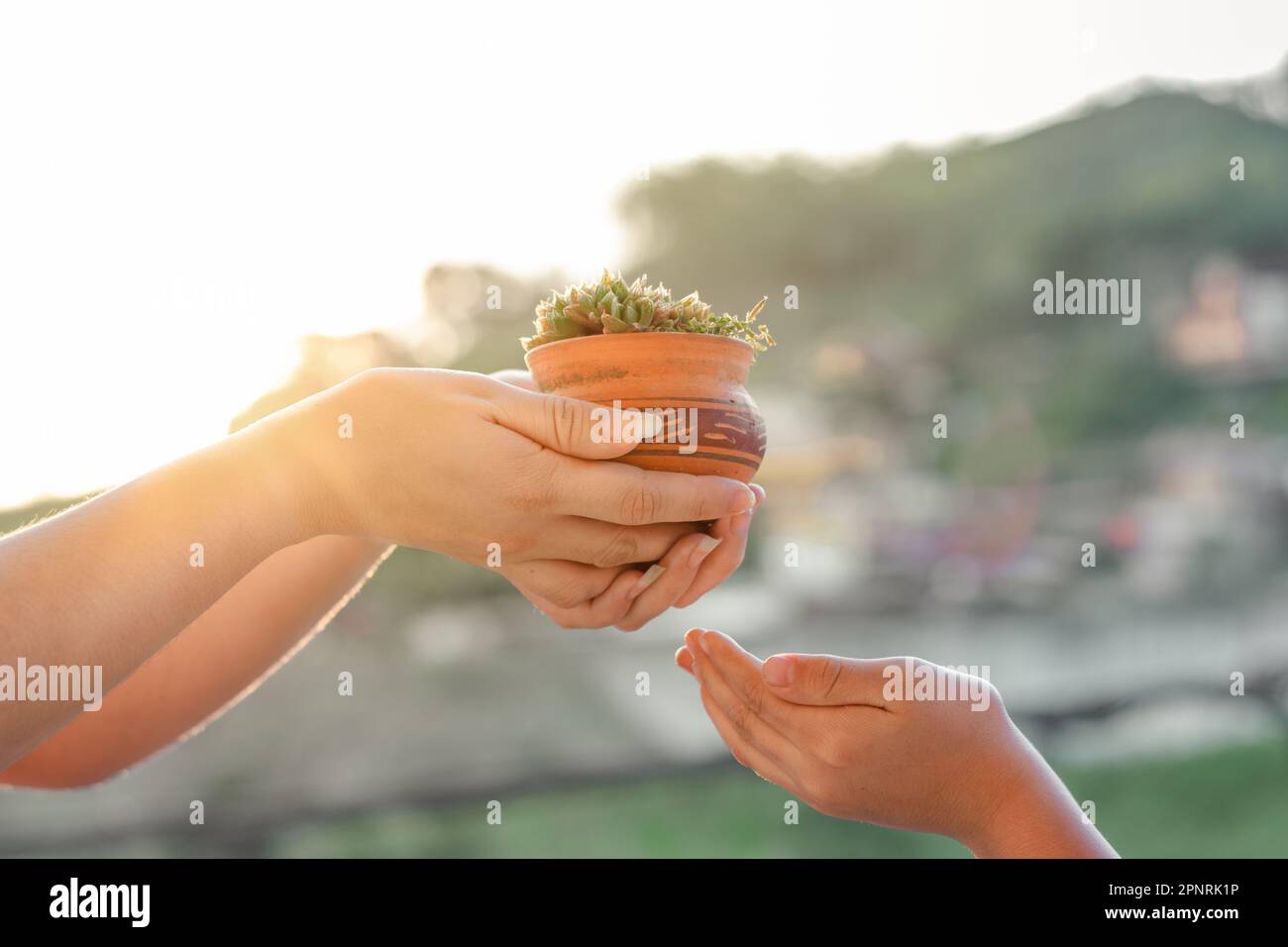 Handing plant hi-res stock photography and images - Alamy