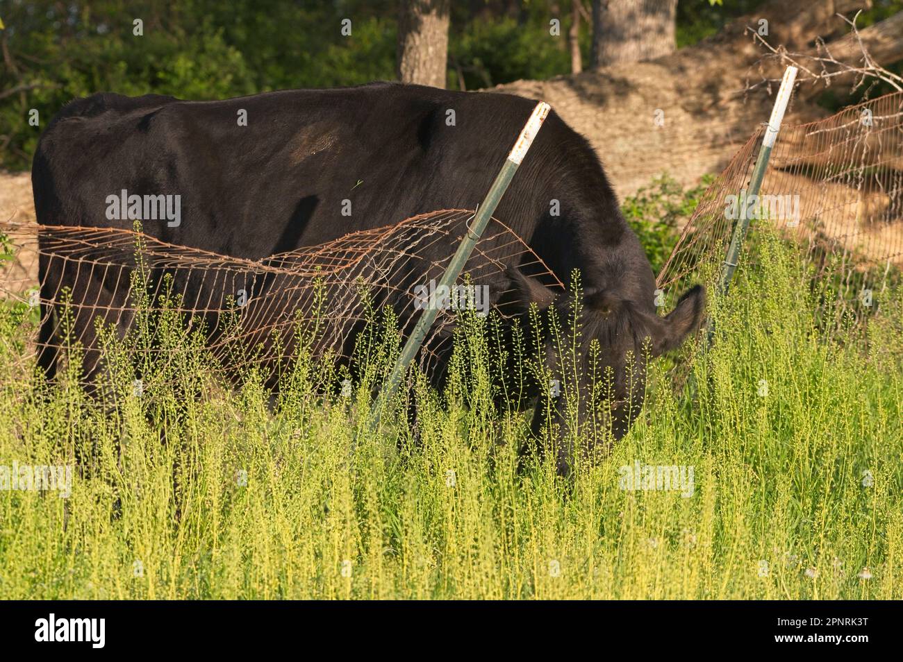 United States: April, 15 2023: A cow grazes across an old fence along ...
