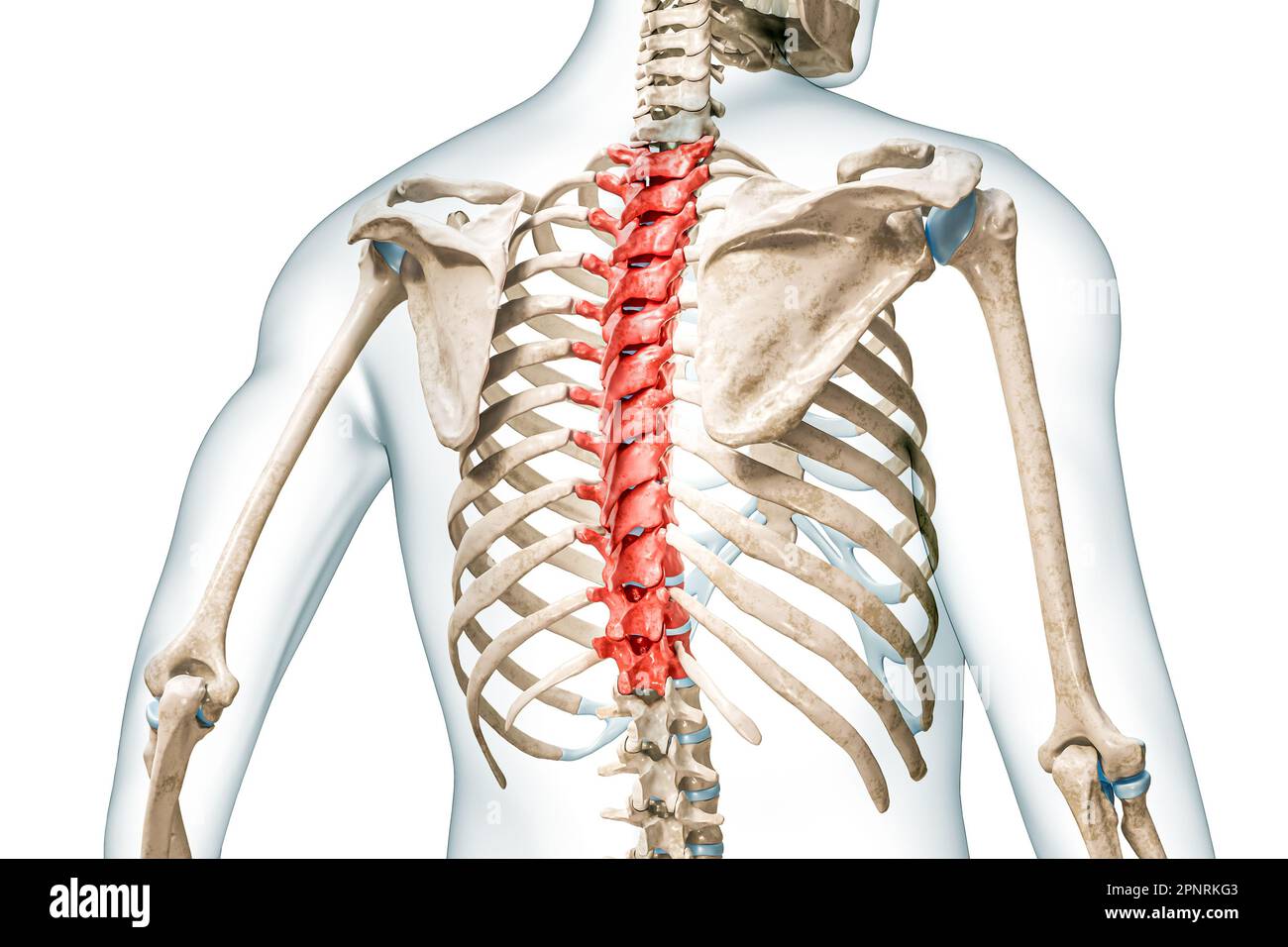 Thoracic vertebrae in red color with body 3D rendering illustration ...